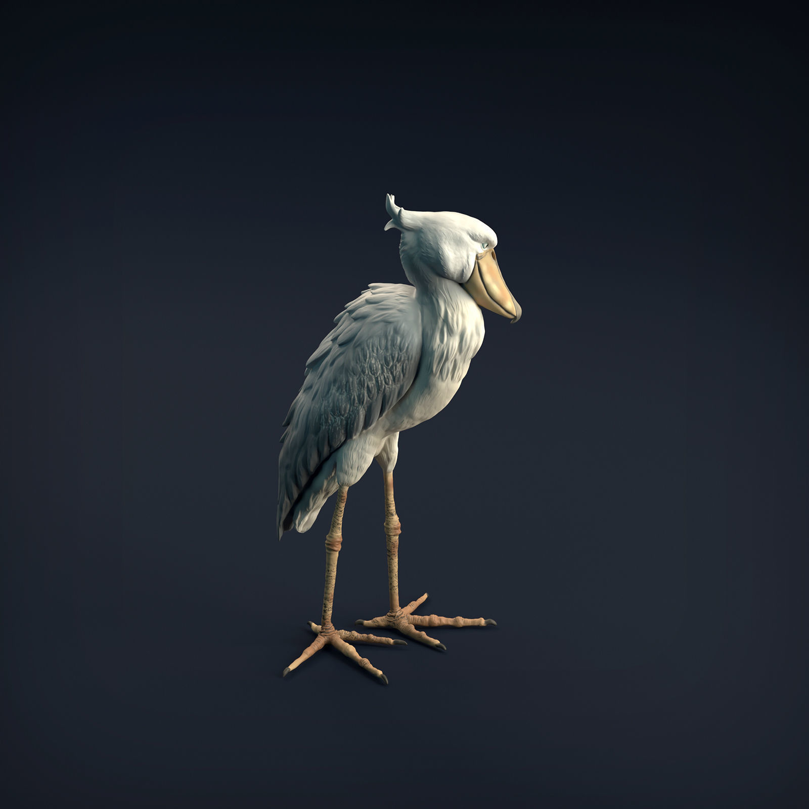 Shoebill for 3D Printing 3D model 3D printable | CGTrader