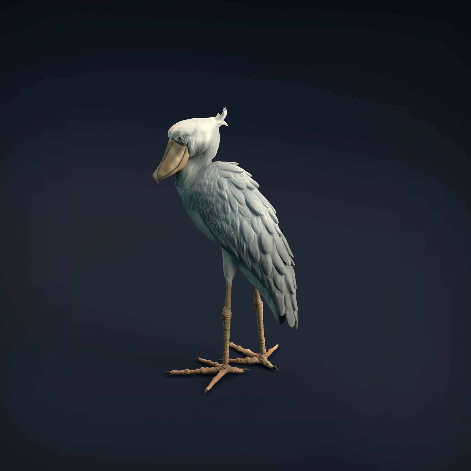 Shoebill for 3D Printing 3D model 3D printable | CGTrader