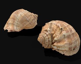 Shell 3D Models | CGTrader