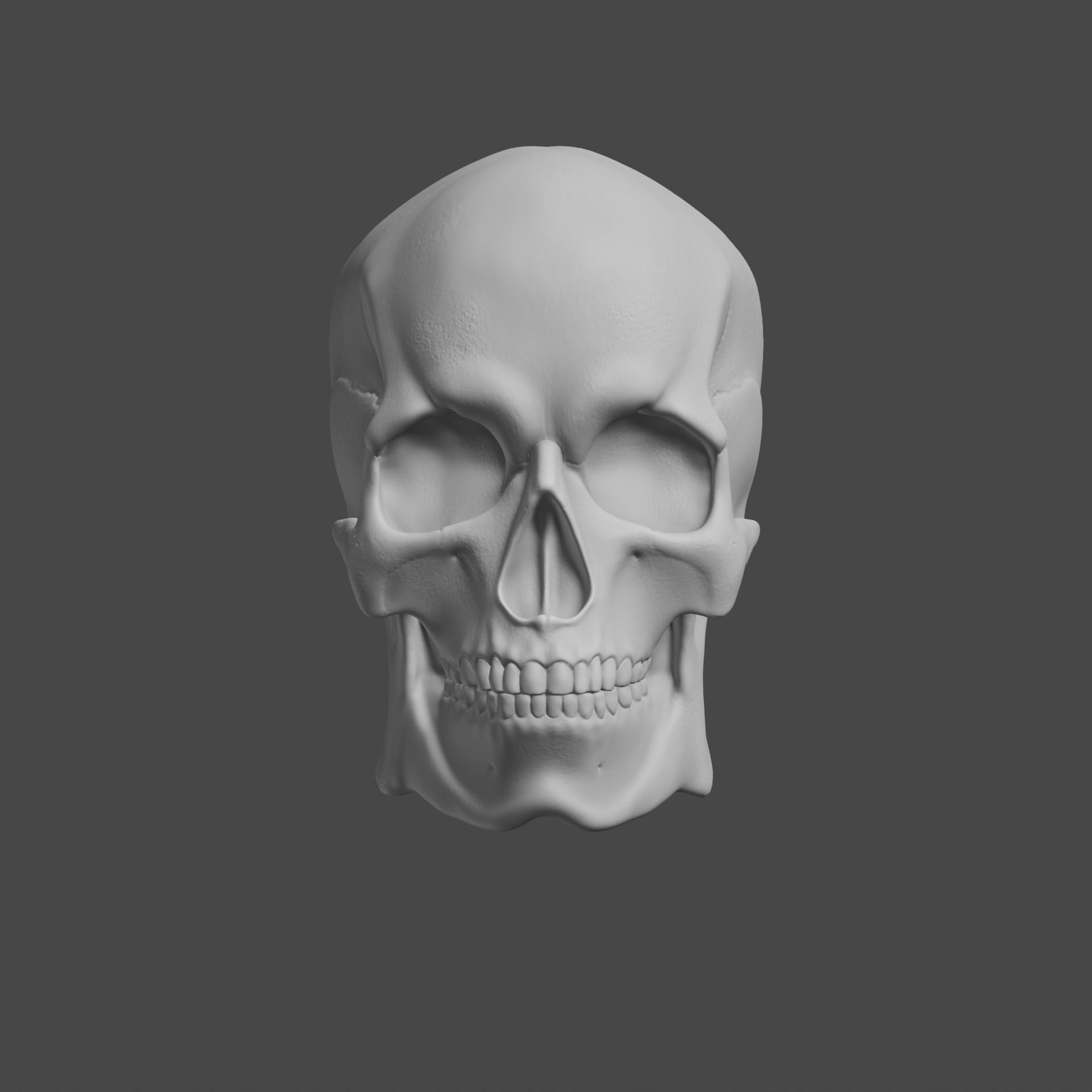 Skull anatomy 3D model | CGTrader