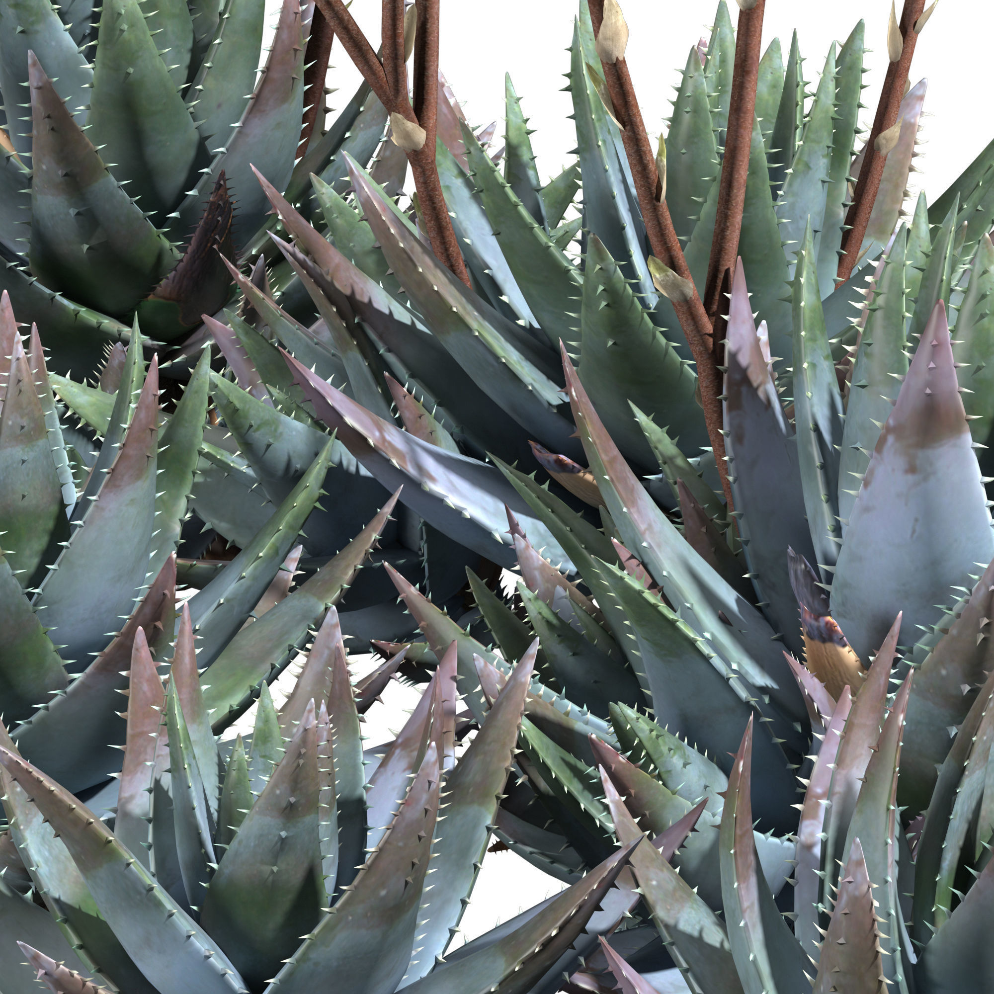 Aloe Brevifolia - Short Leaf Aloe 02 3D model | CGTrader