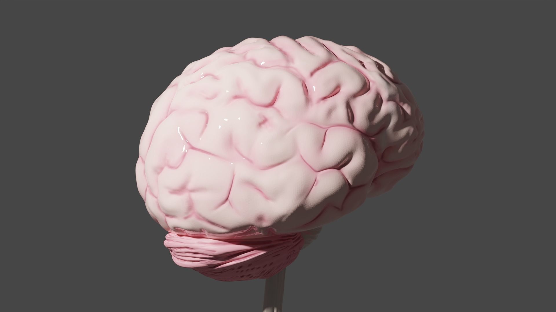 Human Brain 3D model | CGTrader