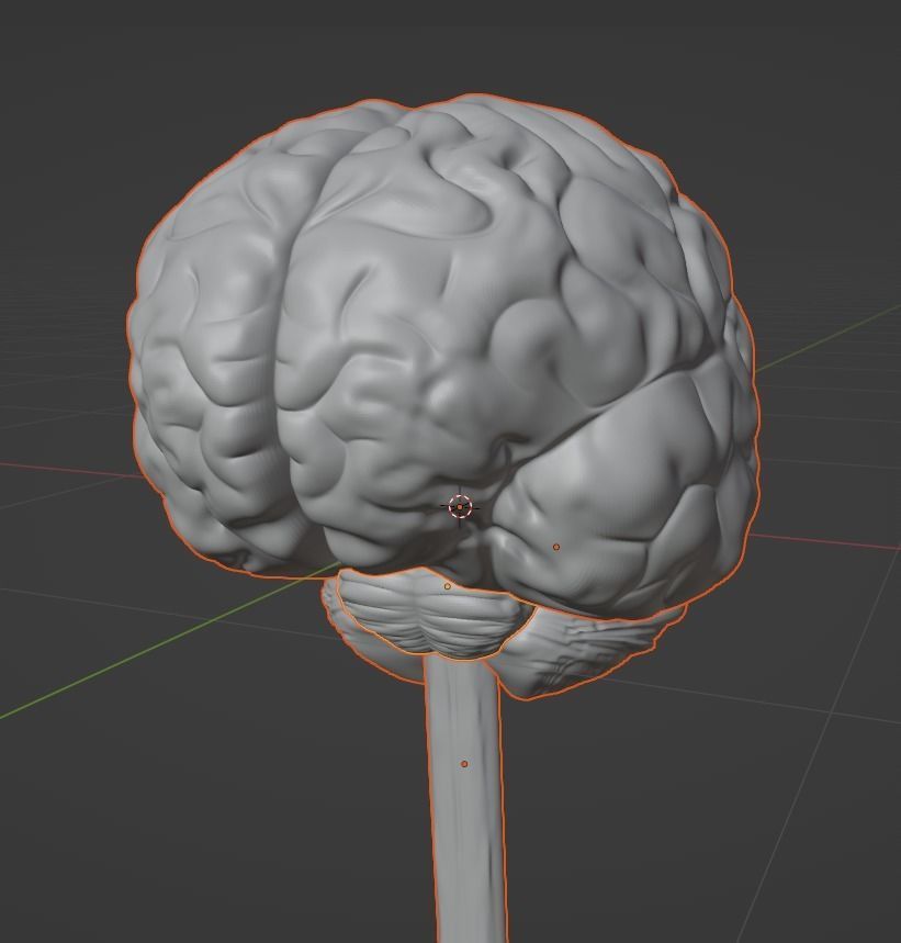 Human Brain 3D model | CGTrader