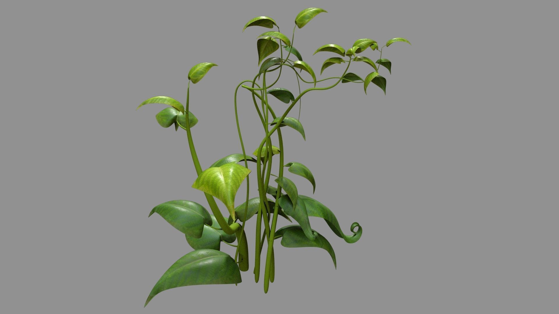BushA plant 3D model | CGTrader