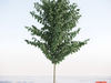 Realistic American Elm Young Animated free 3D model animated | CGTrader
