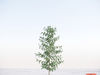 Realistic American Elm Young Animated free 3D model animated | CGTrader