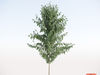 Realistic American Elm Young Animated free 3D model animated | CGTrader