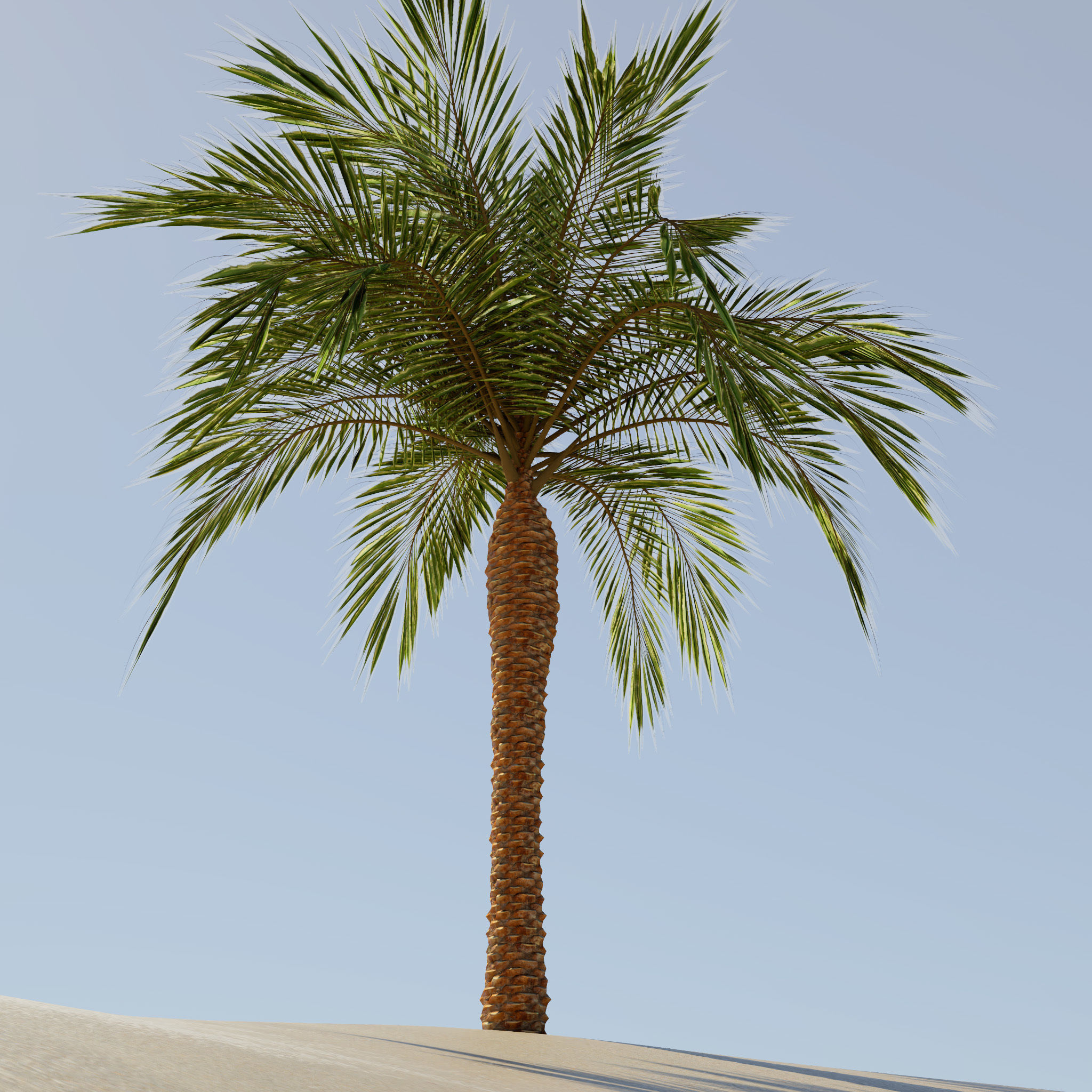 Simple Palm Tree 3D model | CGTrader