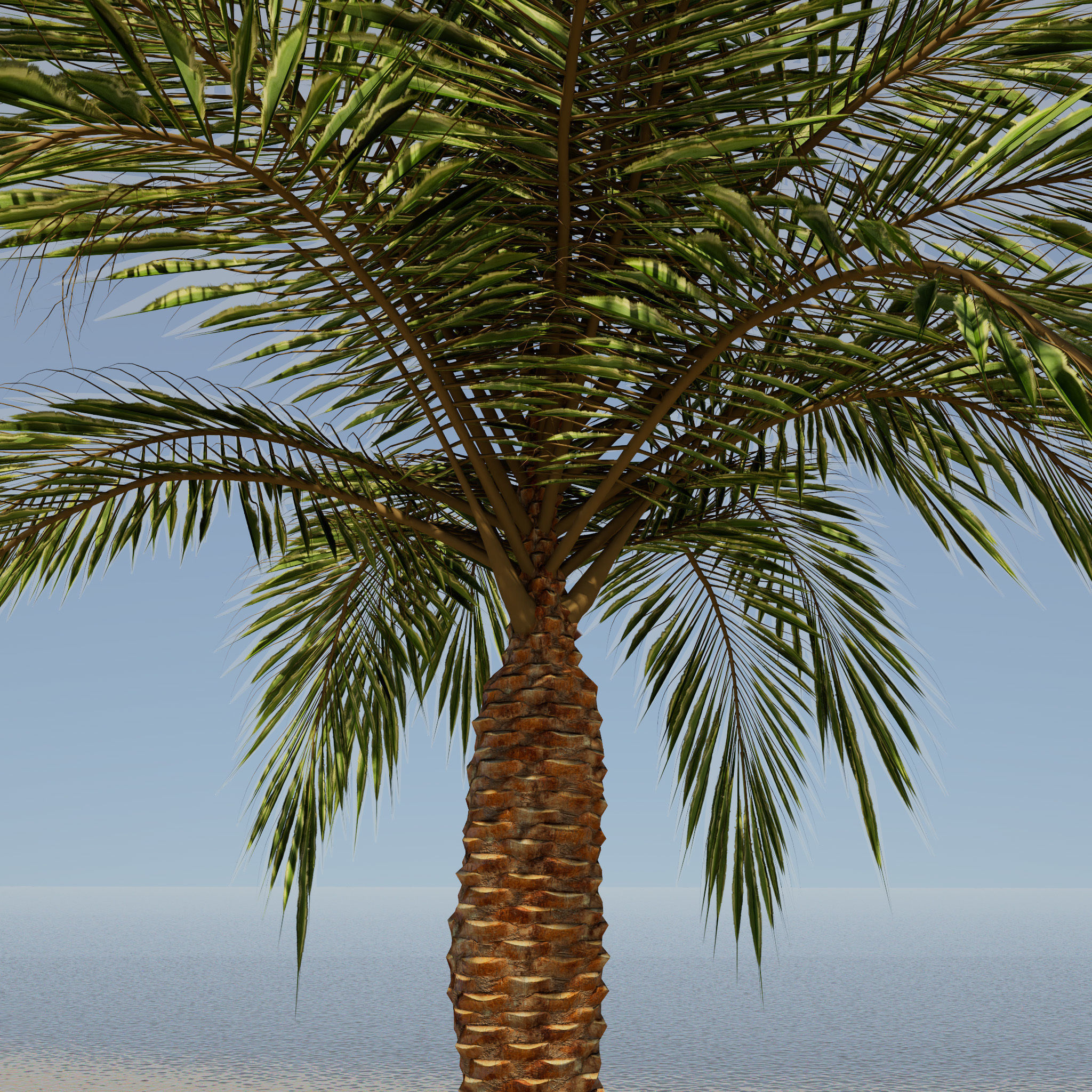 Simple Palm Tree 3D model | CGTrader