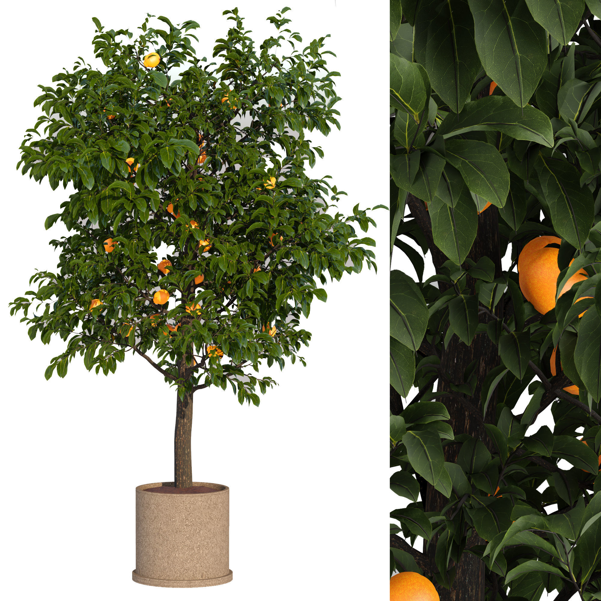 Lemon tree 3D model | CGTrader