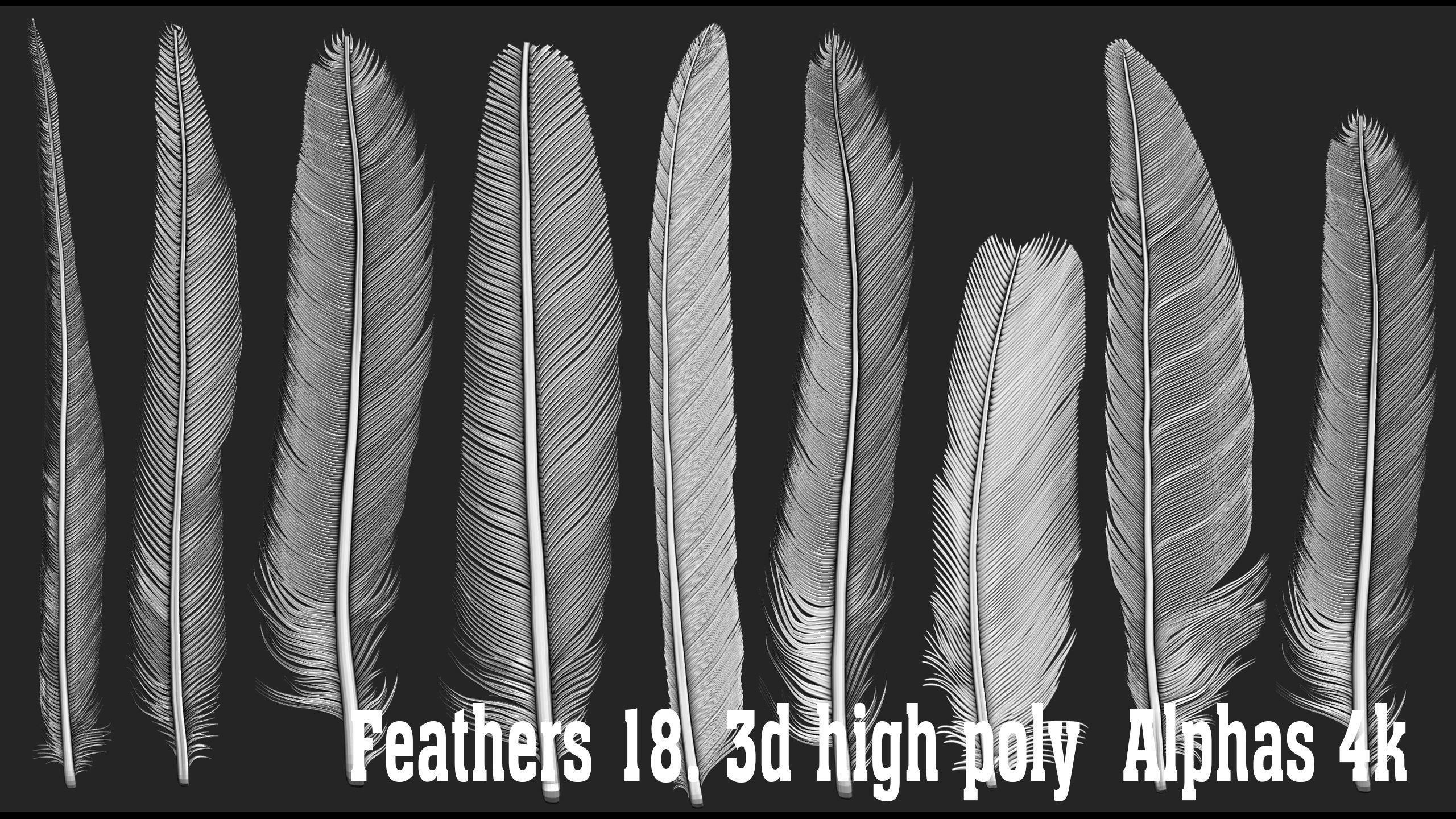 Feathers 18 high poly Alphas 4k 3D model | CGTrader