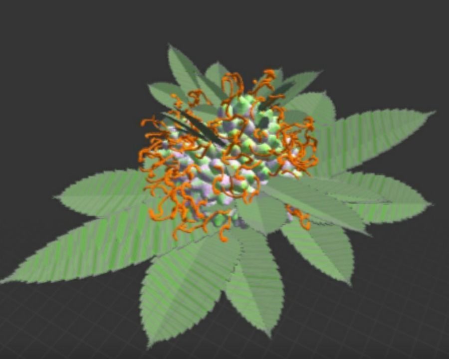 3D model Cannabis Flower VR / AR / low-poly | CGTrader