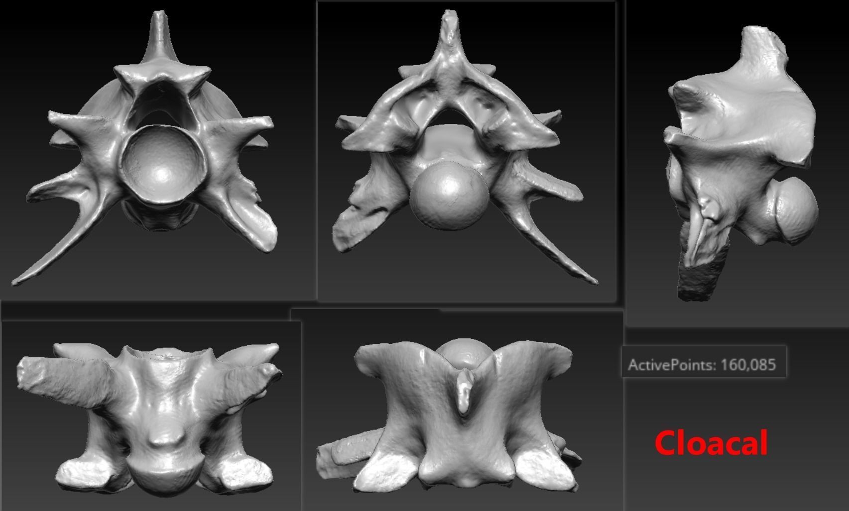 Snake Cloacal Bone Skeleton 3D Scanned Accurate Printable 3D model 3D ...