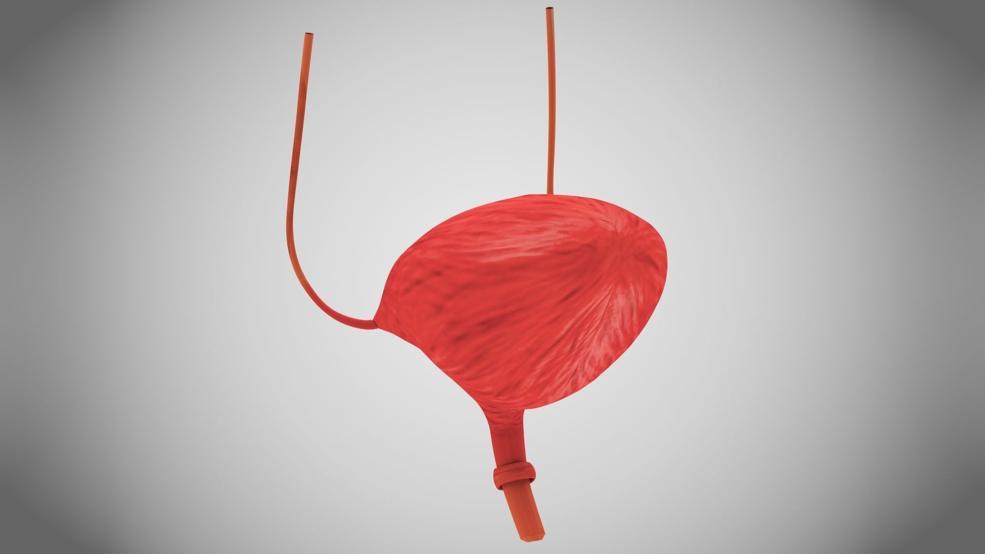 Bladder with Cross-Section 3D model | CGTrader