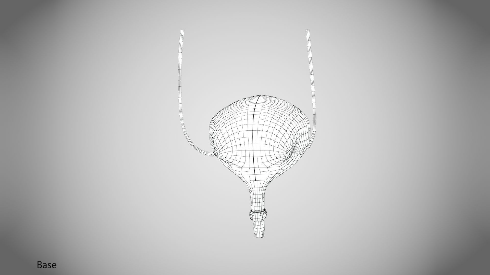 Bladder with Cross-Section 3D model | CGTrader