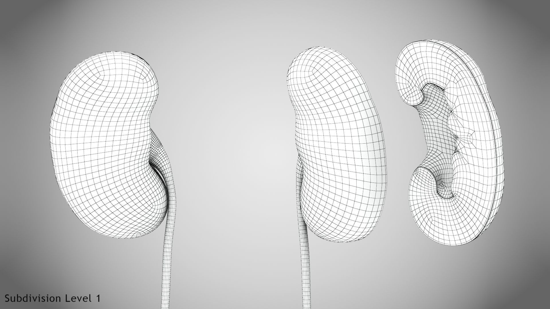 3D model Kidney Anatomy VR / AR / low-poly | CGTrader