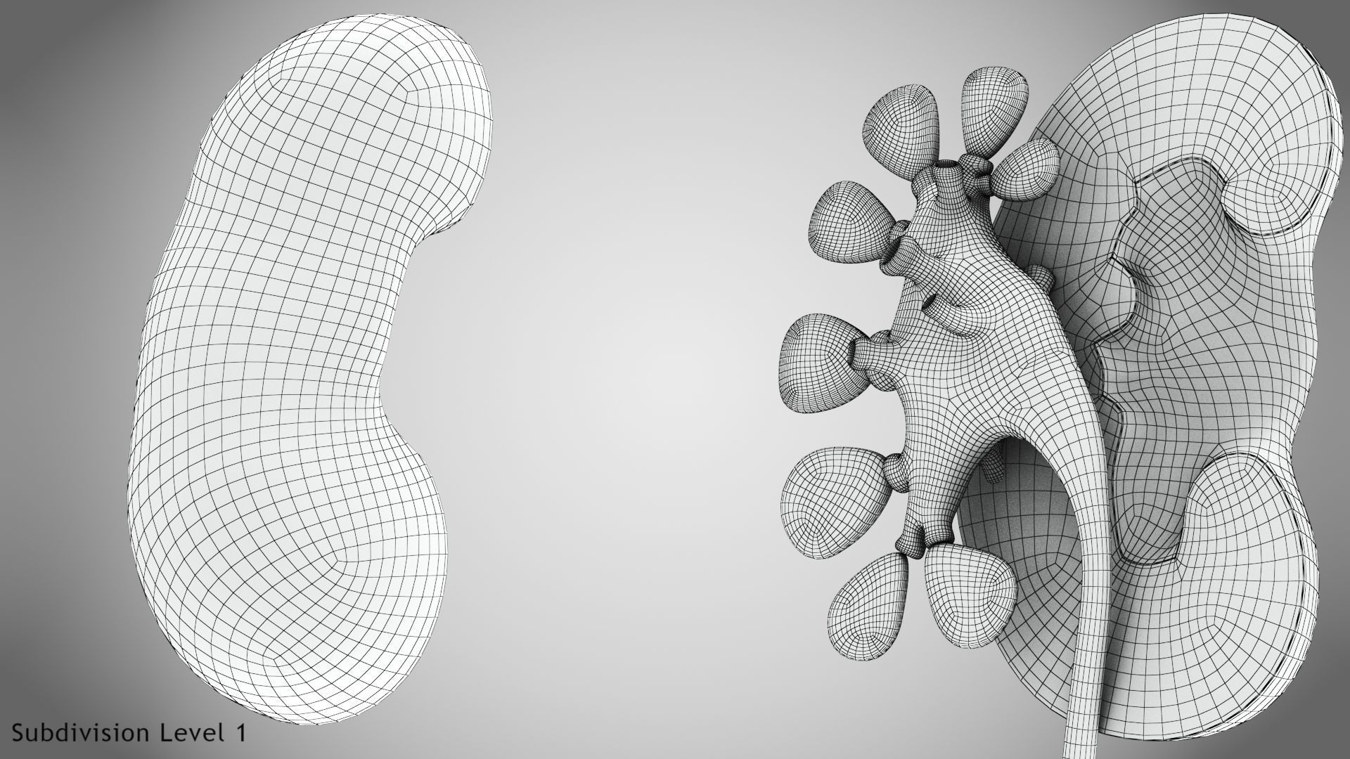 3D model Kidney Anatomy VR / AR / low-poly | CGTrader