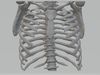 Anatomy Human Rib Cage 3D model 3D printable | CGTrader