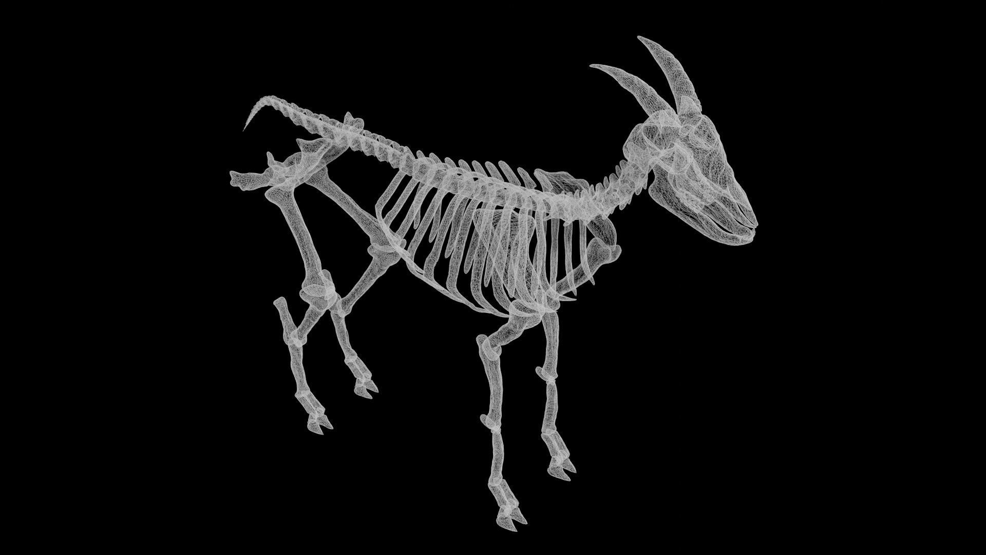 3D model Goat Skeleton VR / AR / low-poly | CGTrader