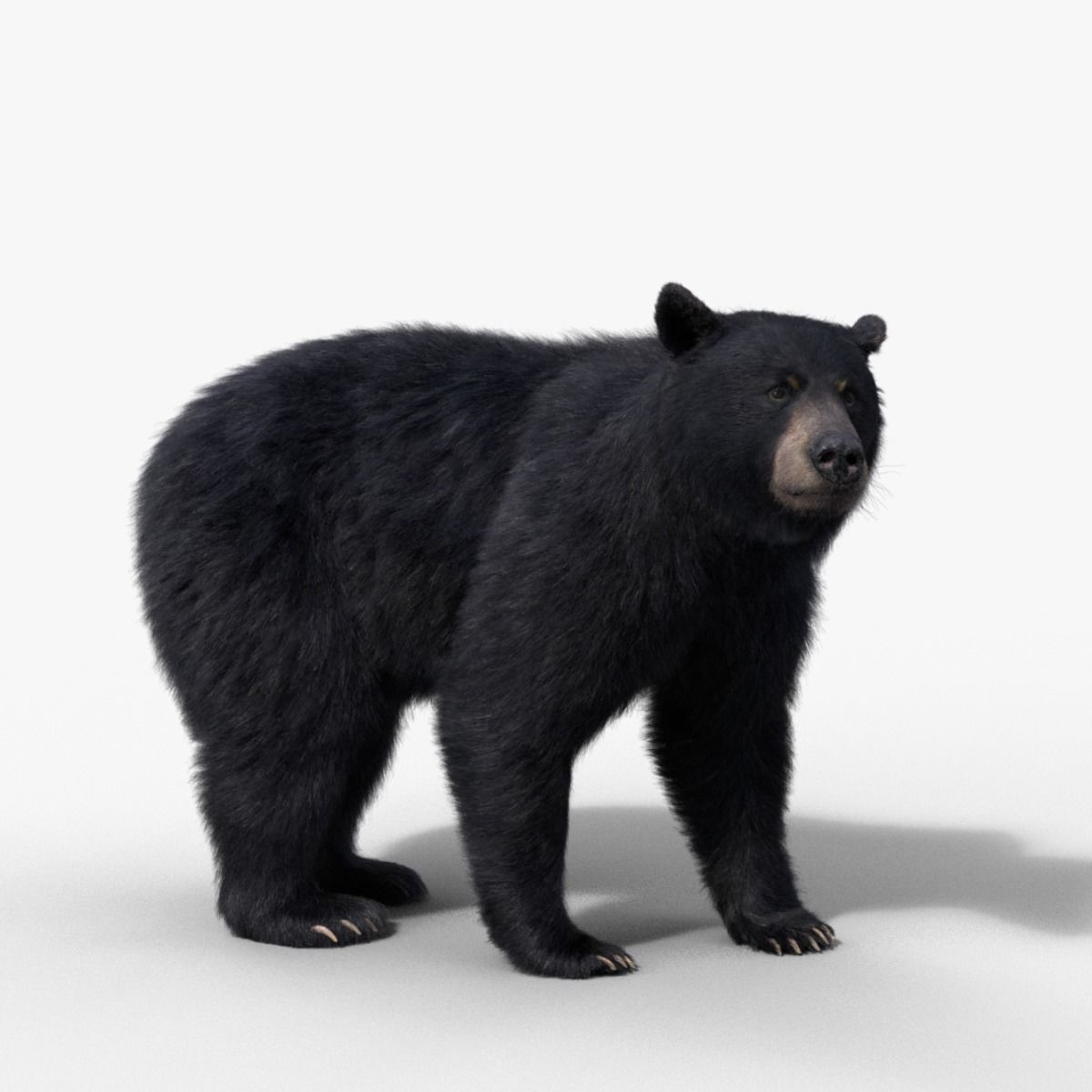 American Black Bear Rigged VFX Grace 3D model rigged | CGTrader