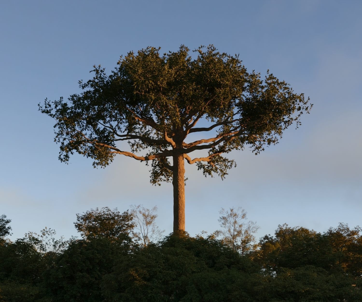 Ceiba Pentandra Two tree set 3D model | CGTrader