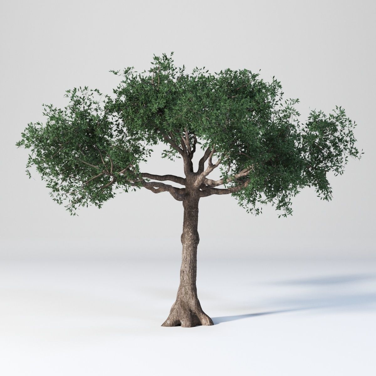 Ceiba Pentandra Two tree set 3D model | CGTrader