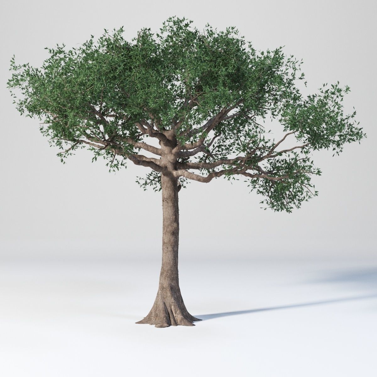 Ceiba Pentandra Two tree set 3D model | CGTrader