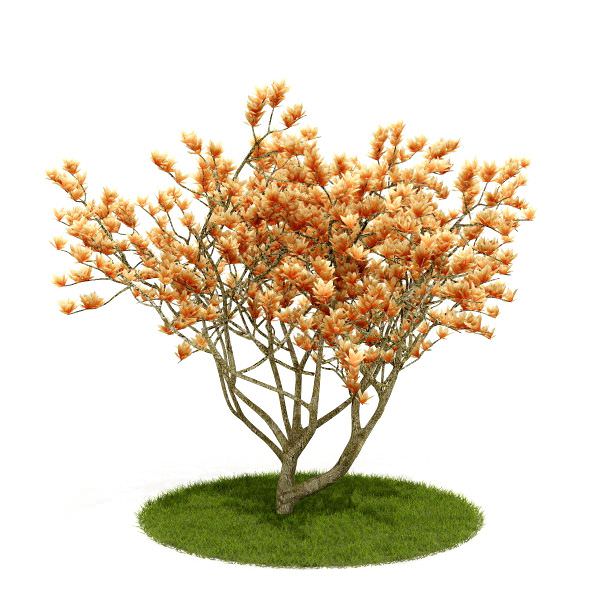 Flowering Golden Tree 3D model | CGTrader
