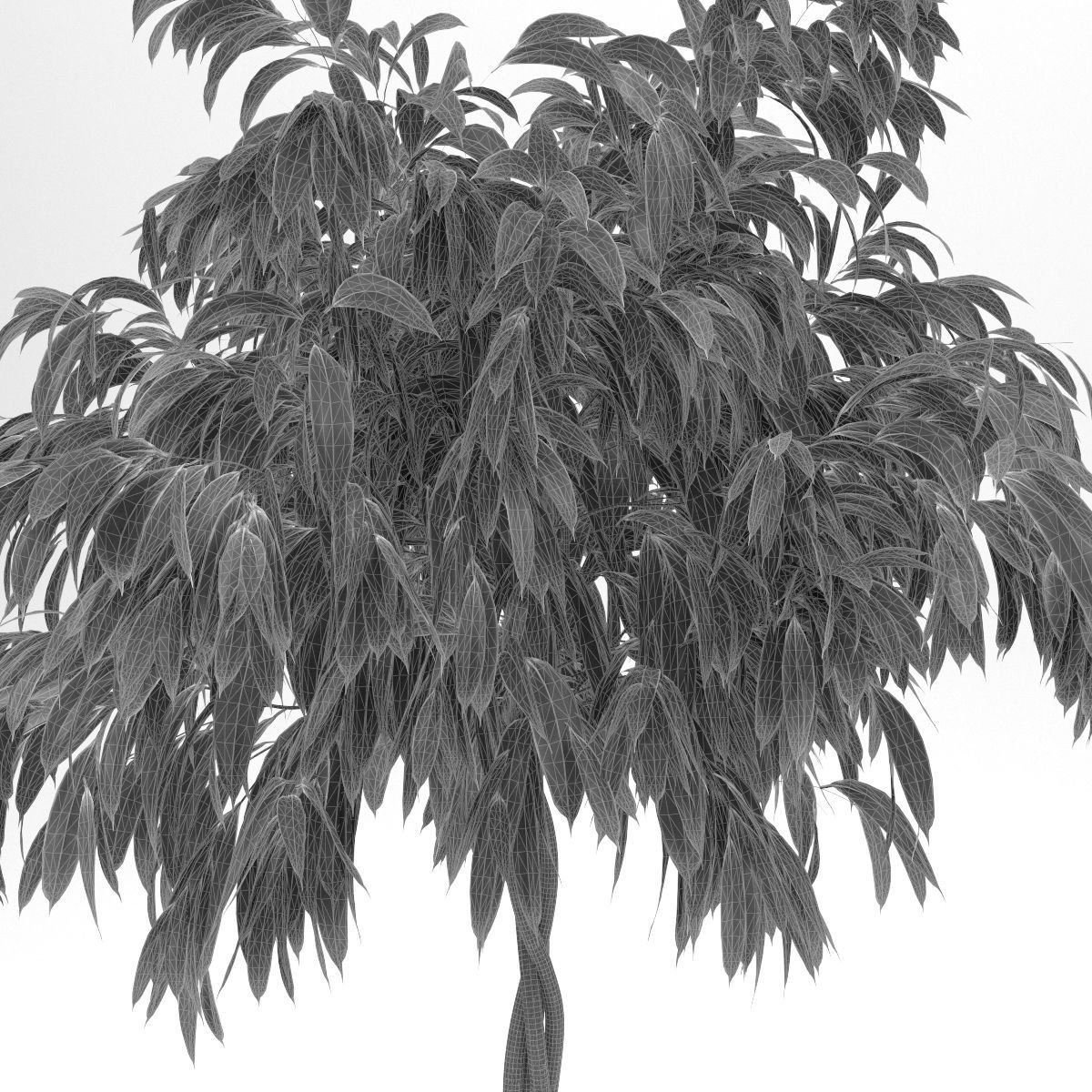 Ficus Ali plant 3D model | CGTrader