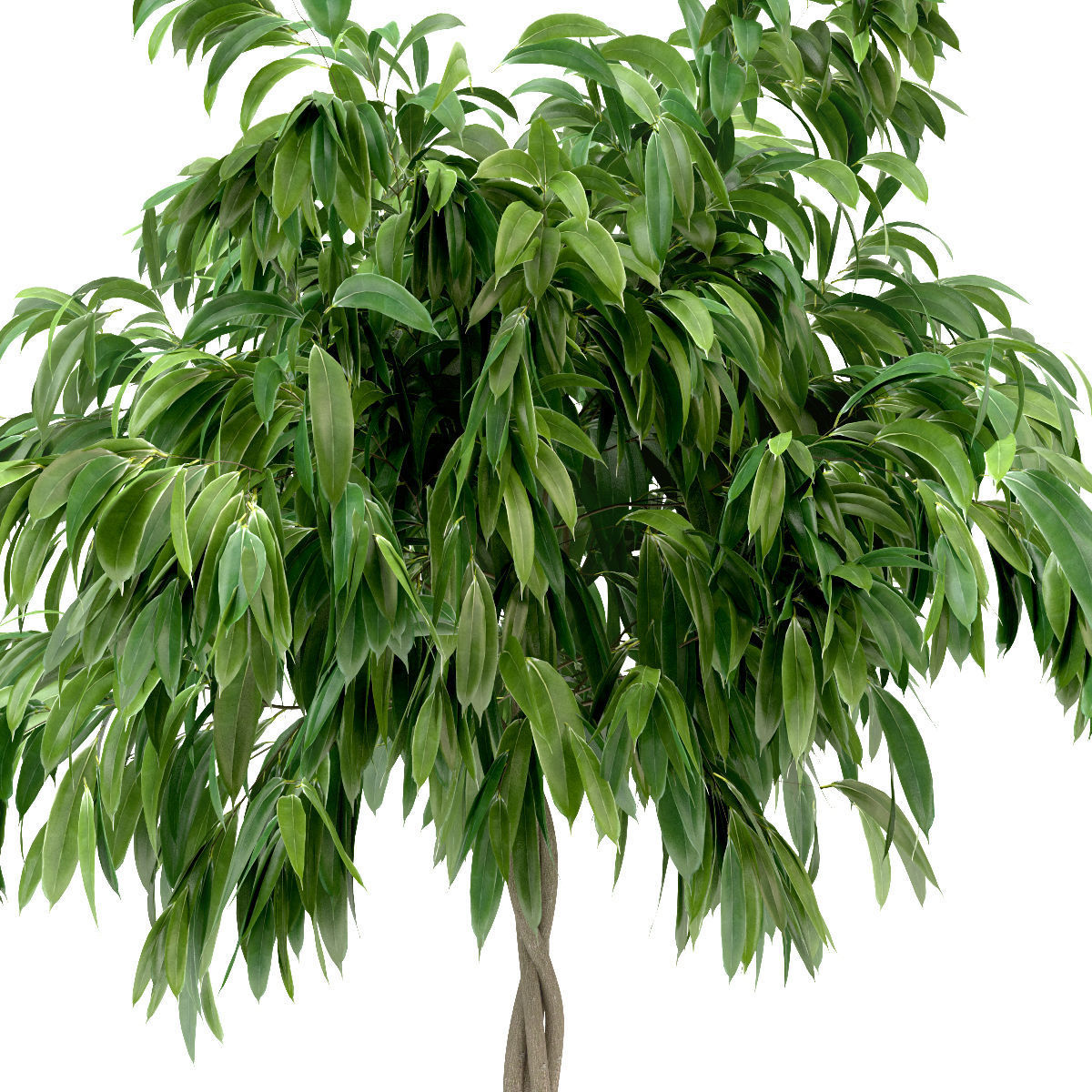 Ficus Ali plant 3D model | CGTrader