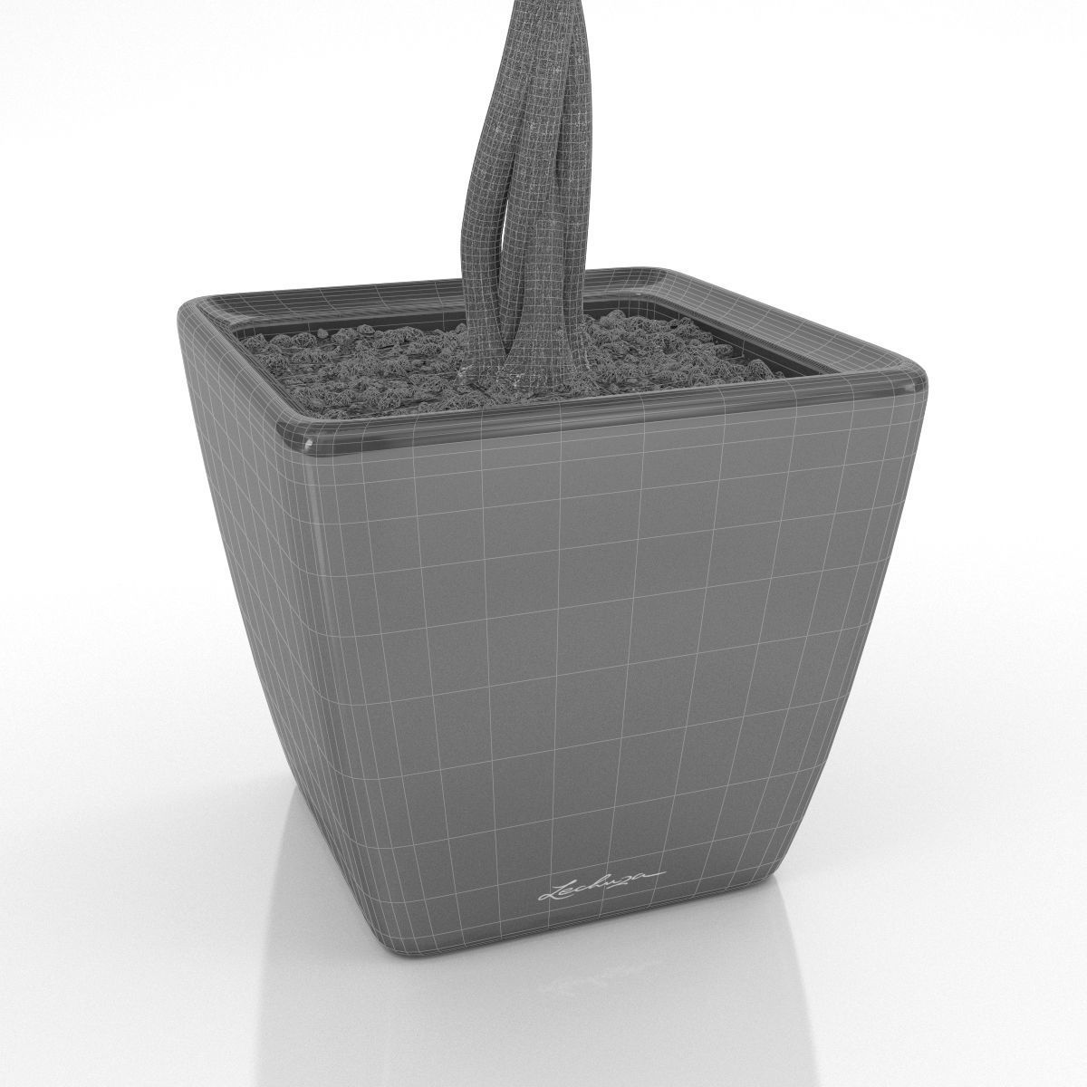 Ficus Ali plant 3D model | CGTrader