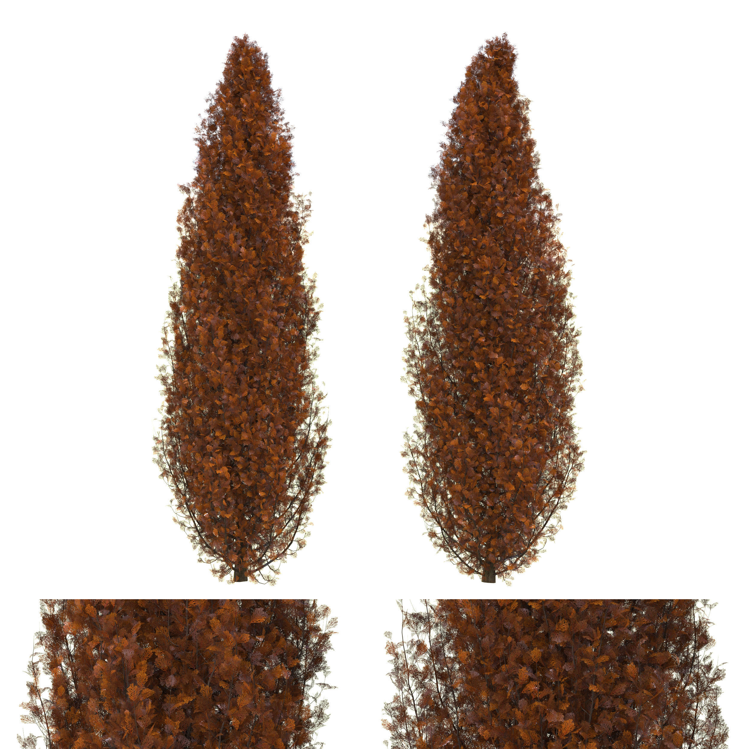 cypress three trees free 3D model | CGTrader