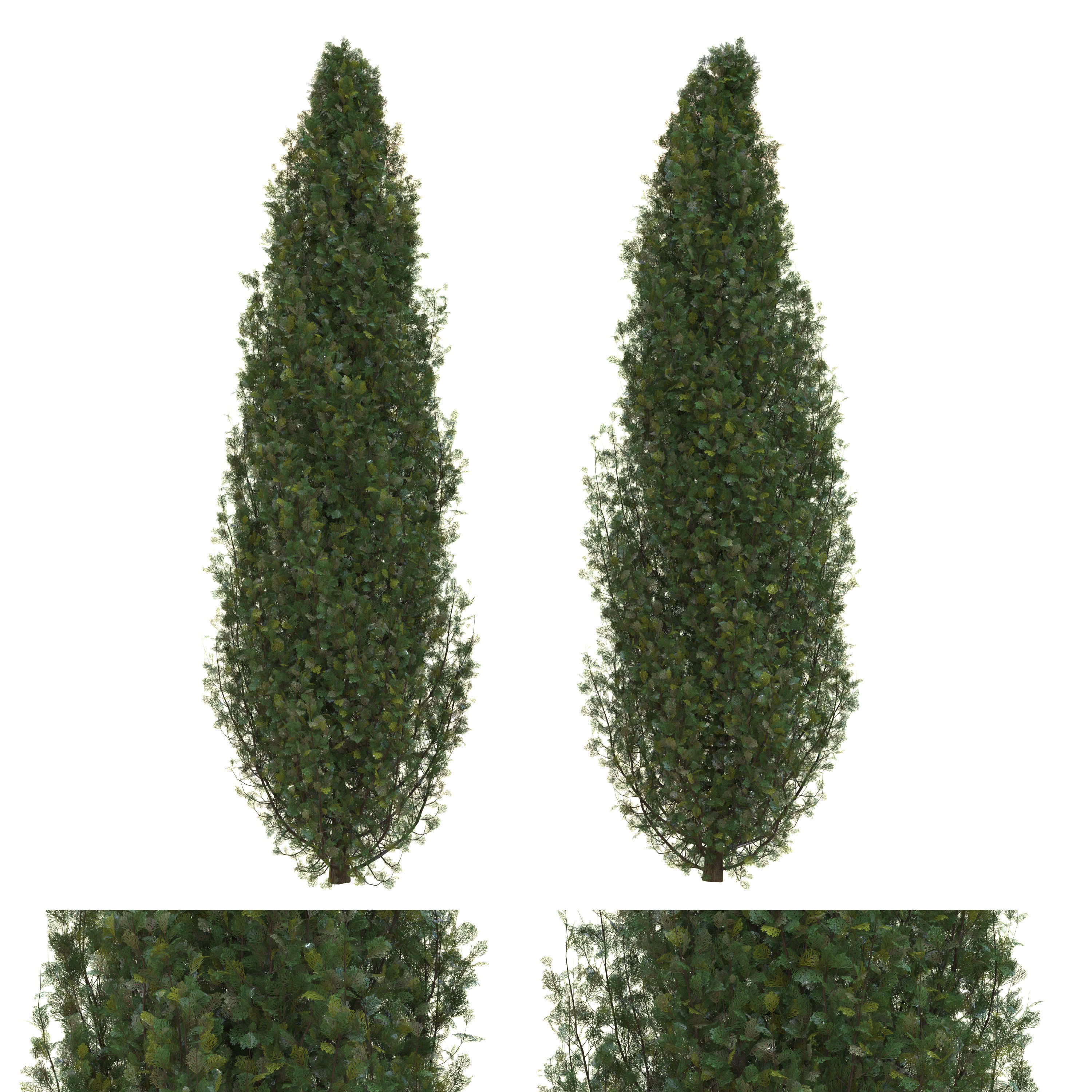 cypress three trees free 3D model | CGTrader