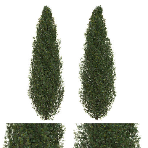 cypress three trees free 3D model | CGTrader