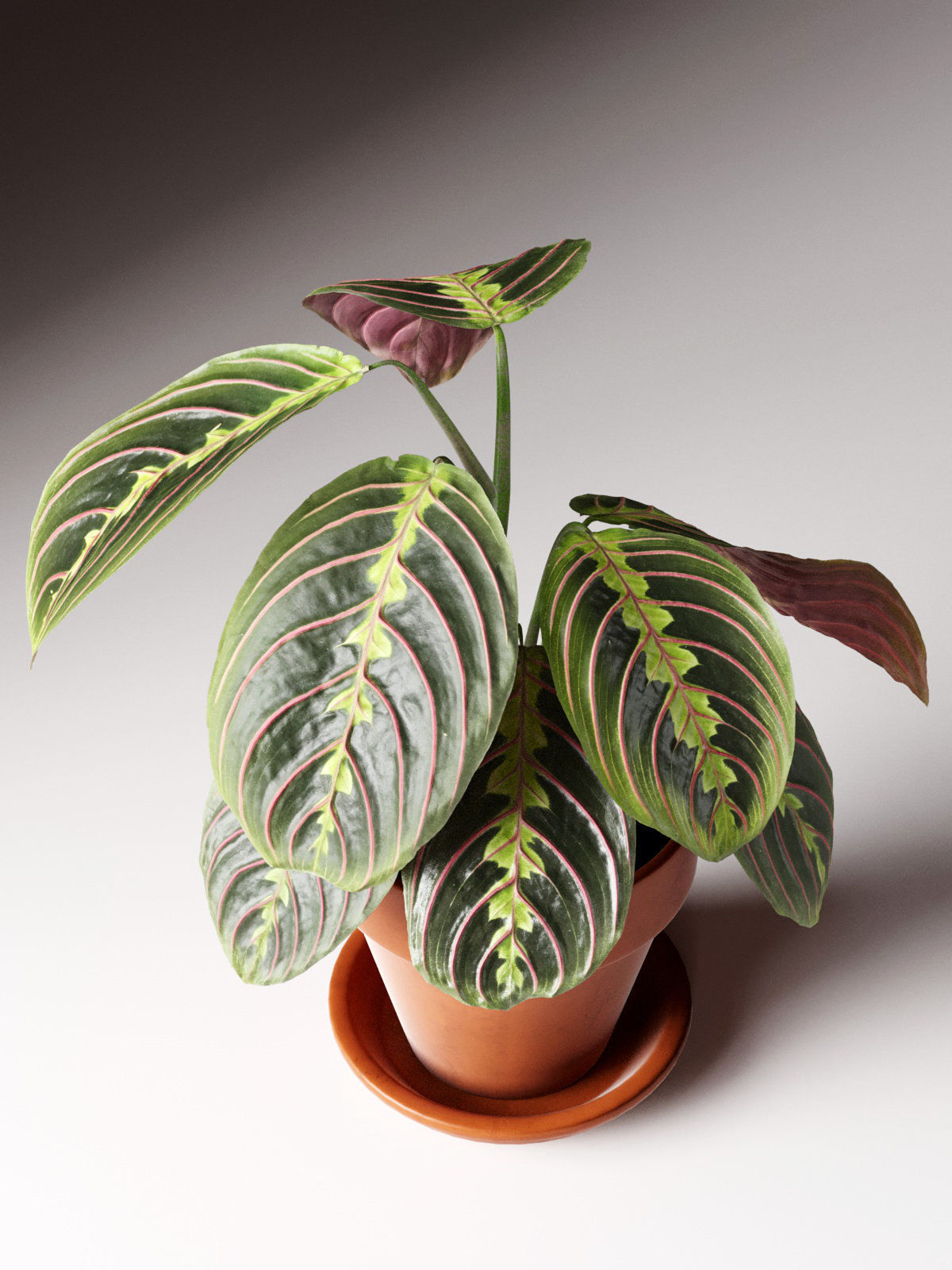 Maranta Plant in Pot 3D model | CGTrader