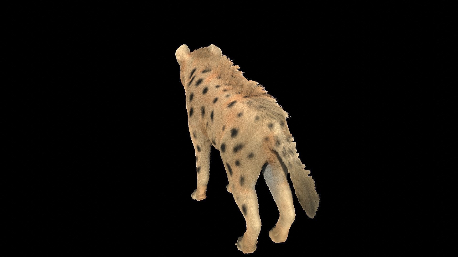 Realistic hyena model with fur 3D model animated rigged | CGTrader