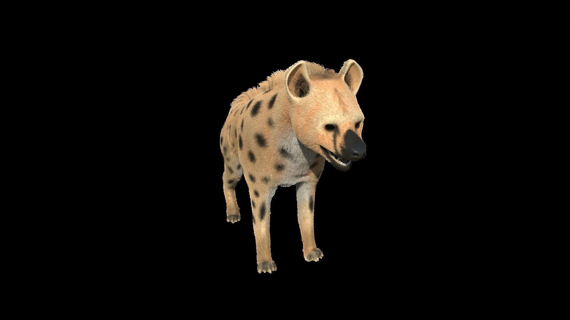 Realistic hyena model with fur 3D model animated rigged | CGTrader