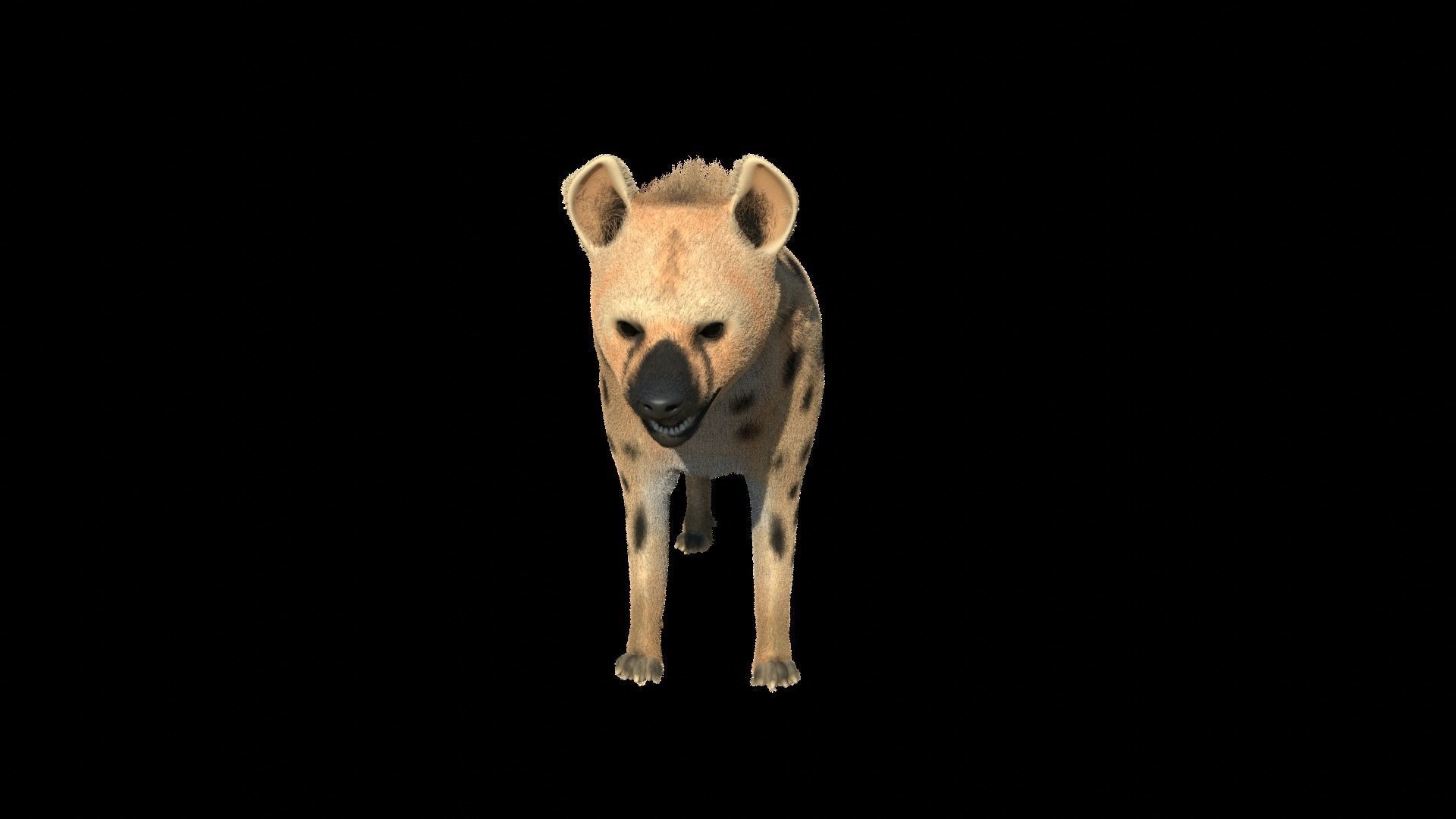 Realistic hyena model with fur 3D model animated rigged | CGTrader