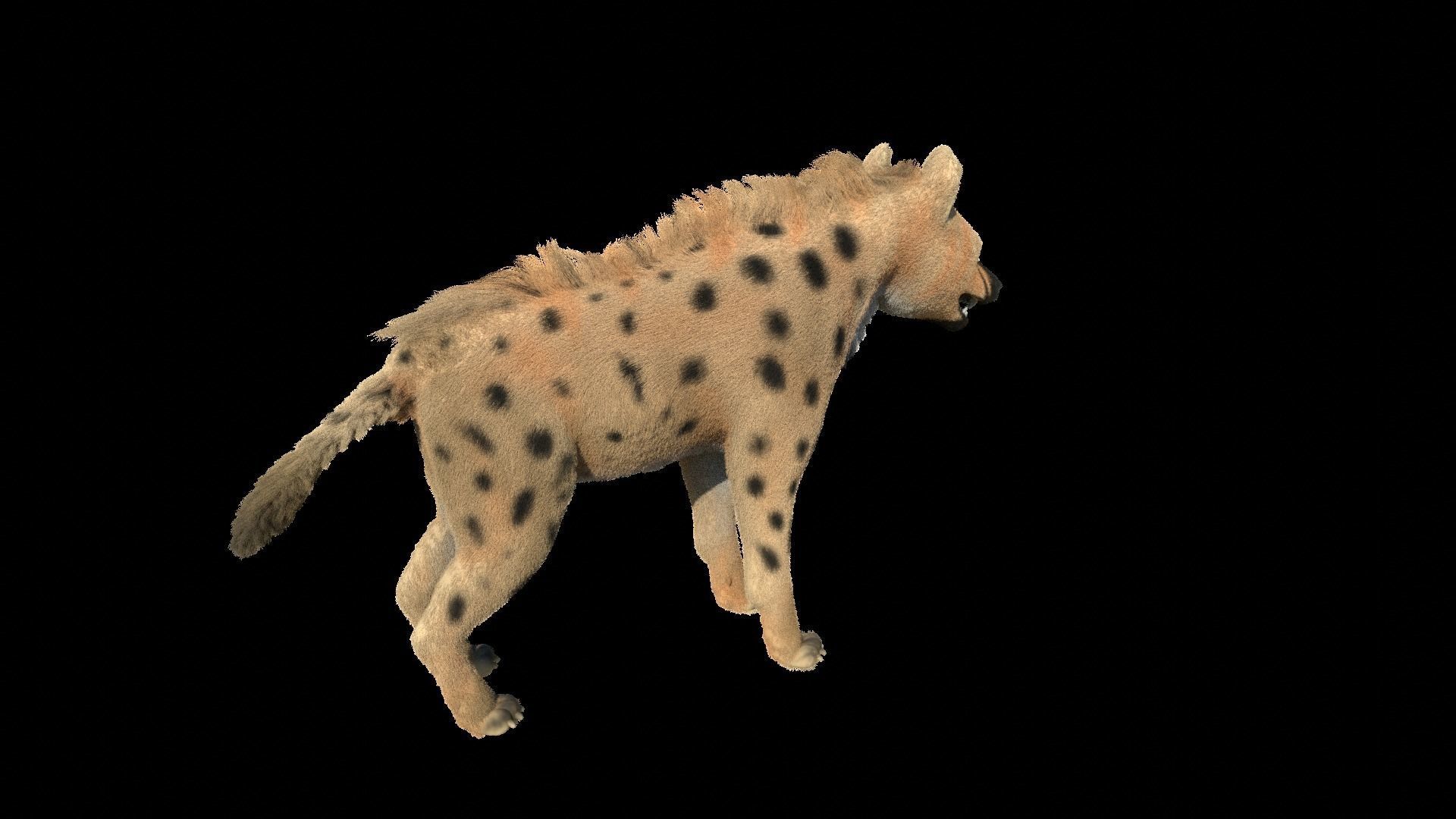 Realistic hyena model with fur 3D model animated rigged | CGTrader