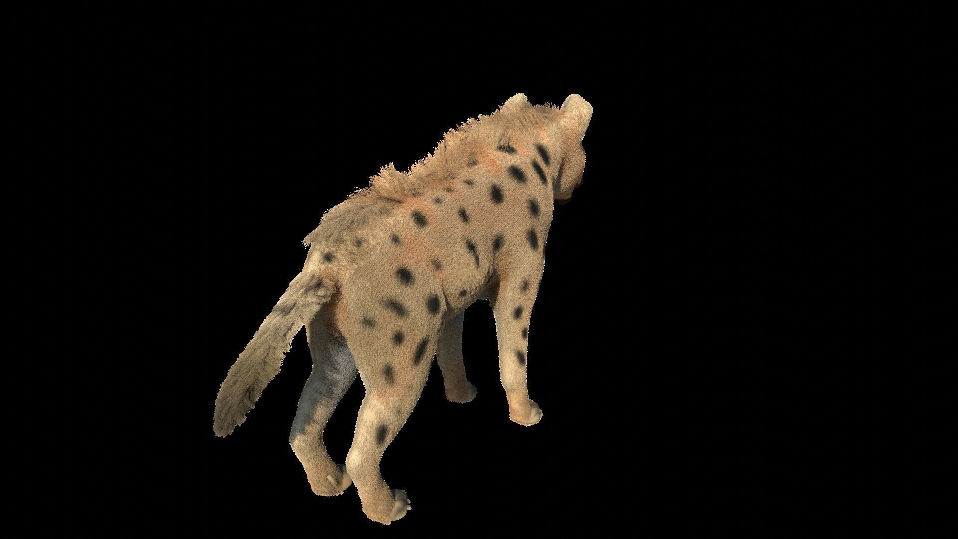 Realistic hyena model with fur 3D model animated rigged | CGTrader