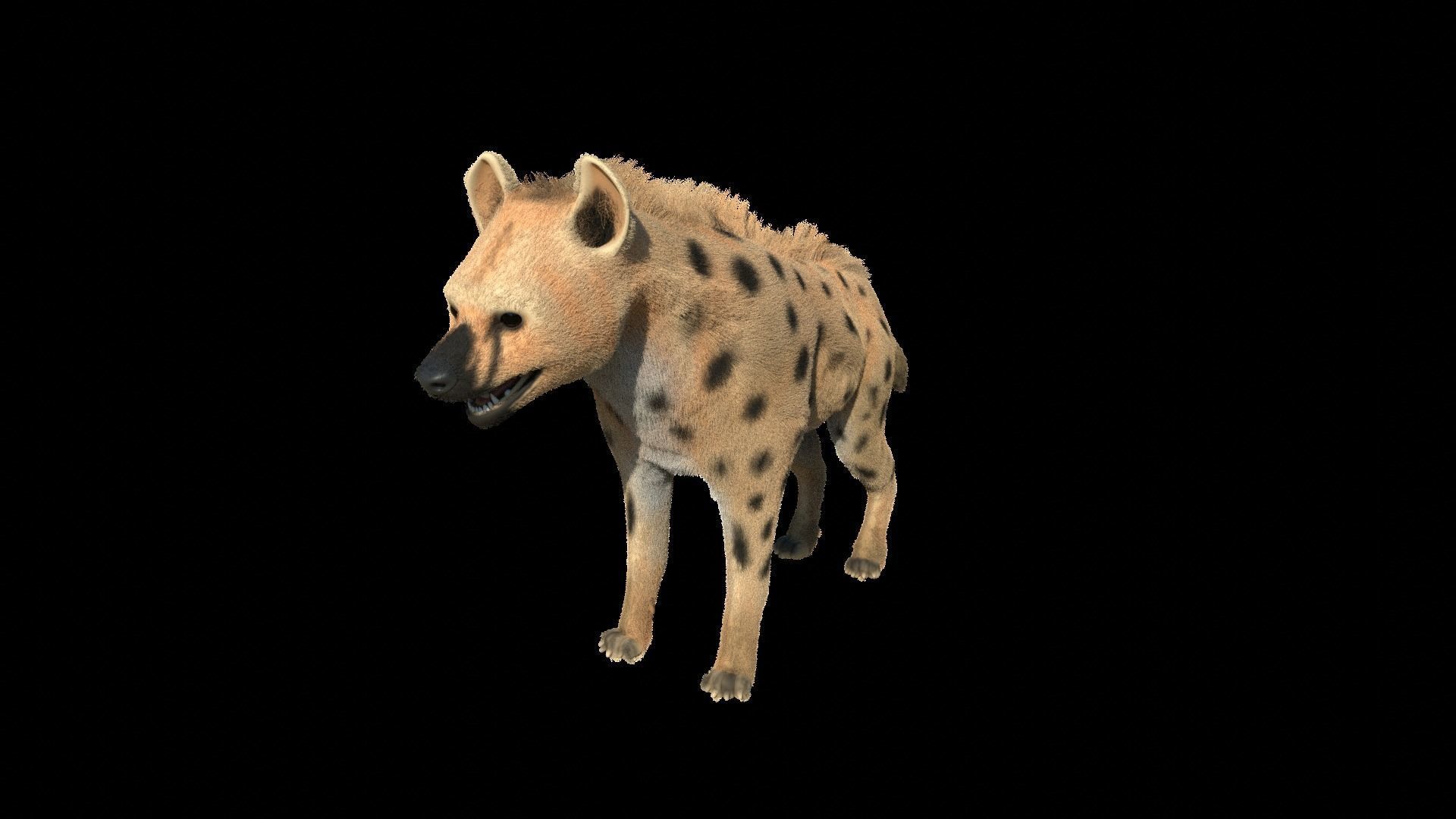 Realistic hyena model with fur 3D model animated rigged | CGTrader
