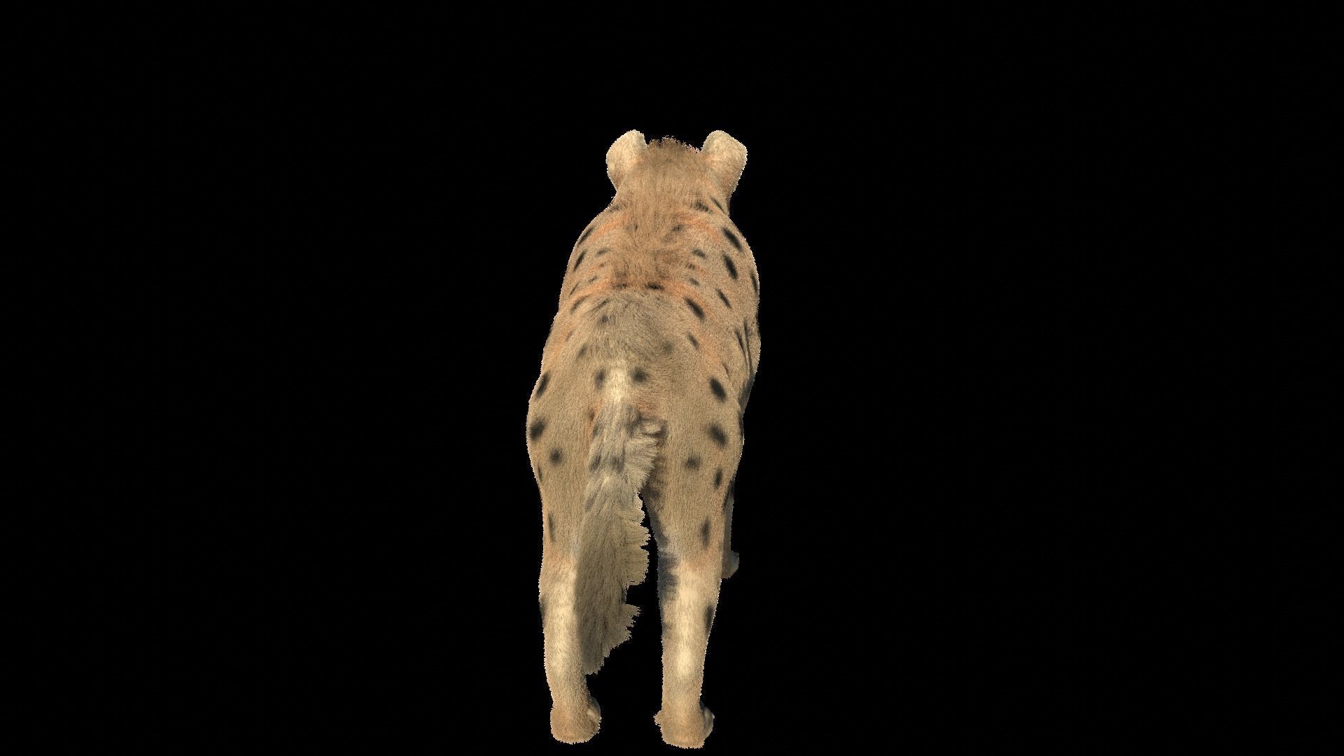 Realistic hyena model with fur 3D model animated rigged | CGTrader