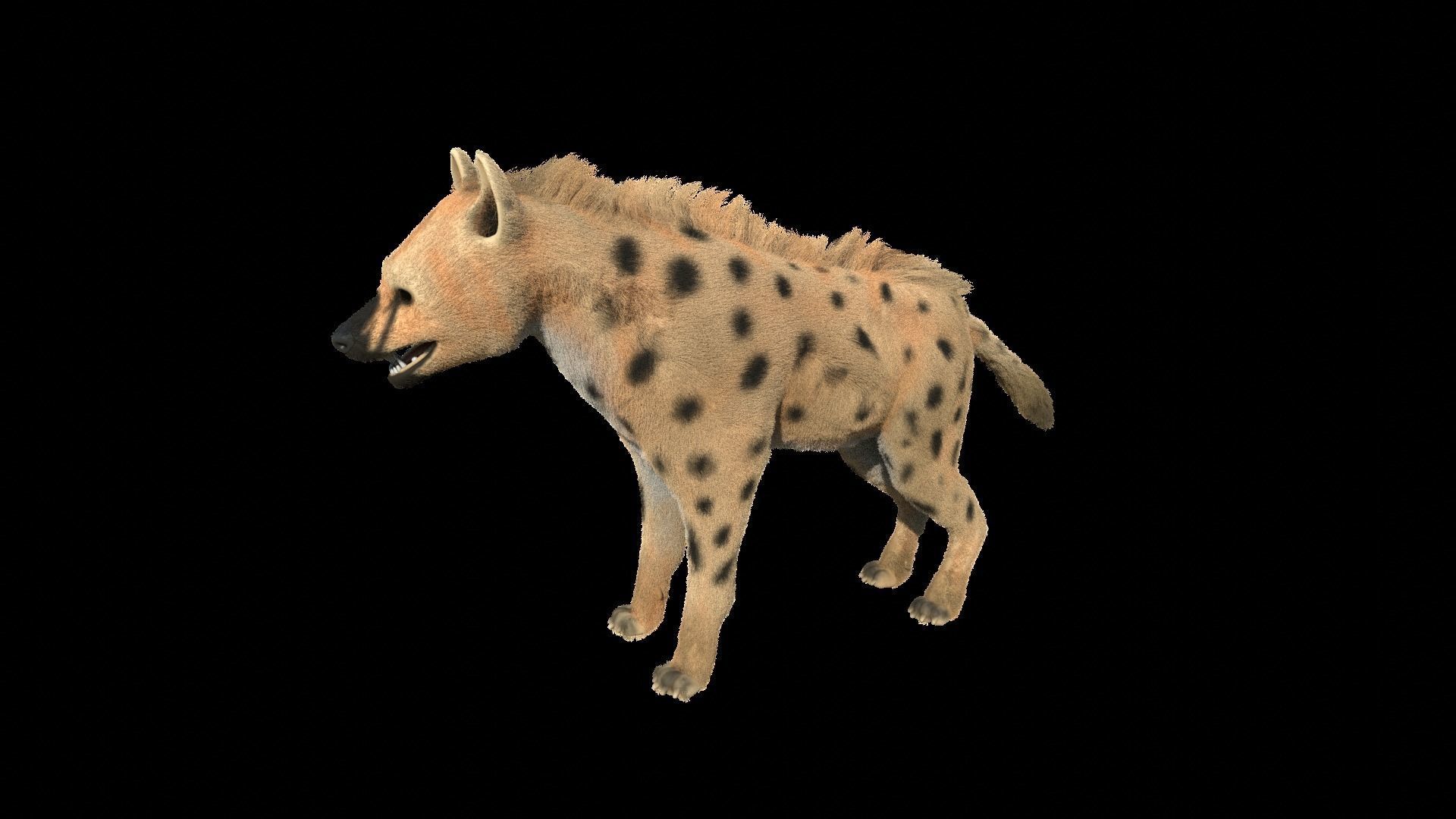 Realistic hyena model with fur 3D model animated rigged | CGTrader