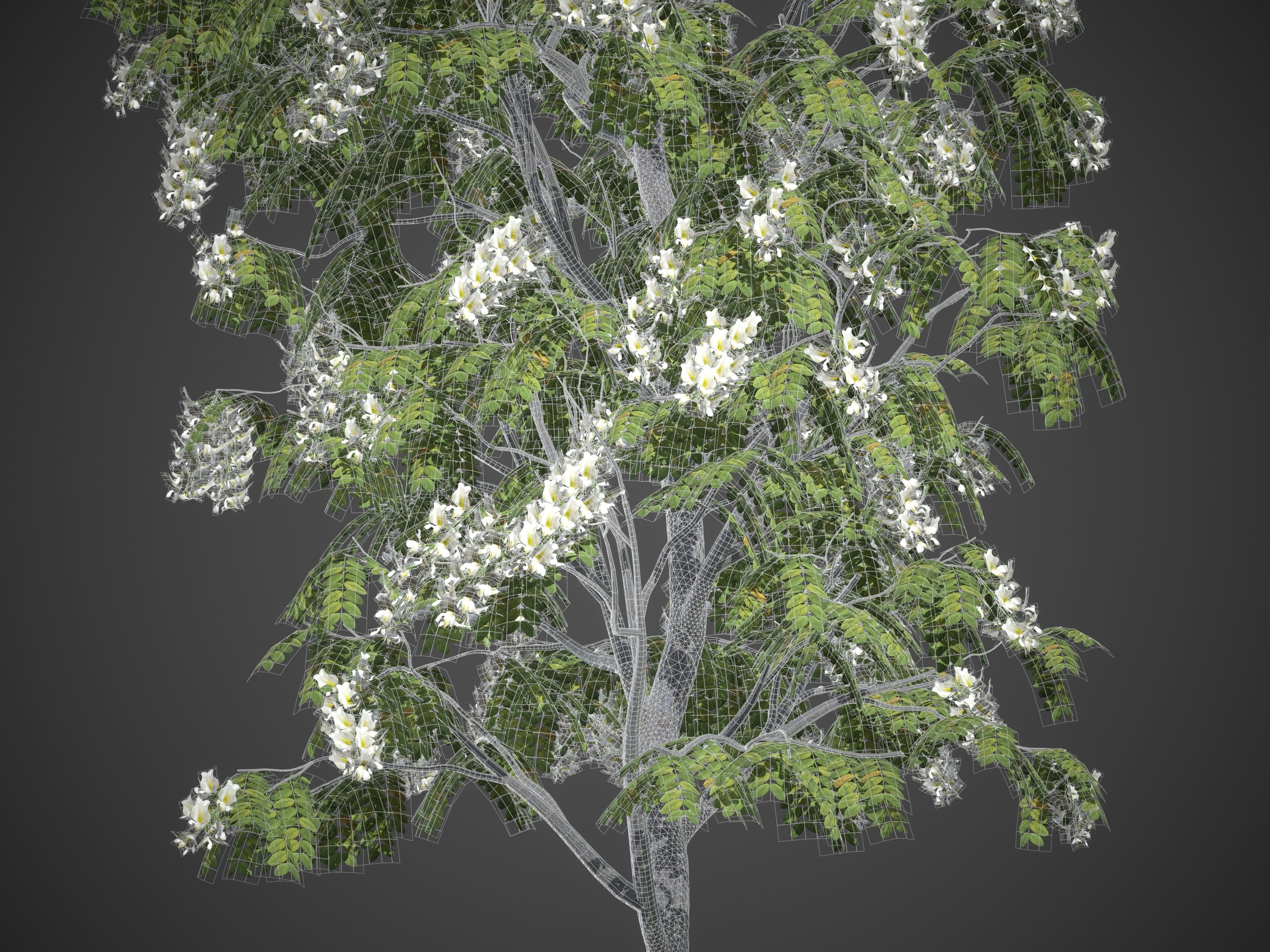 2021 PBR Honey Locust Collection - Gleditsia Triacanthos 3D model ...