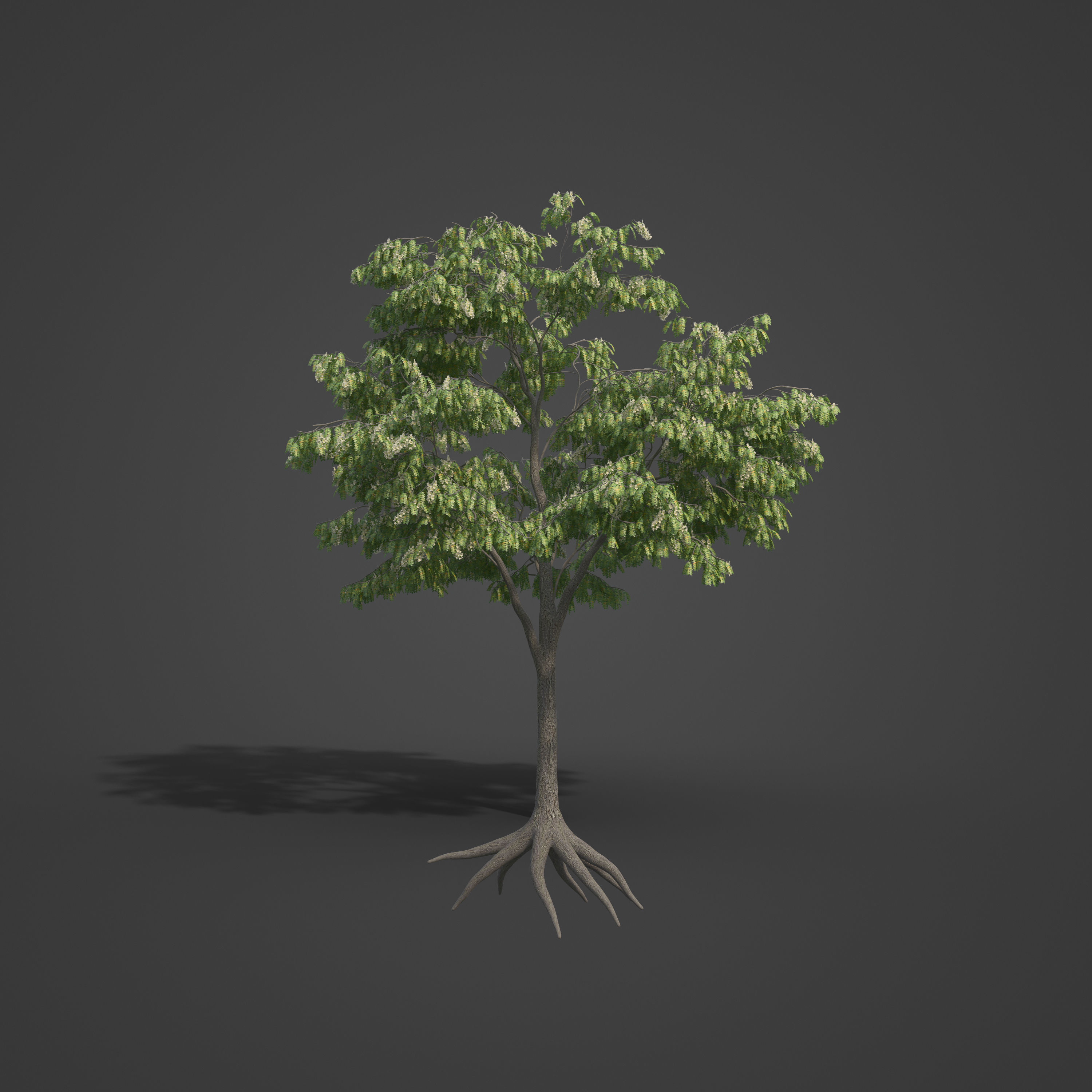 2021 PBR Honey Locust Collection - Gleditsia Triacanthos 3D model ...