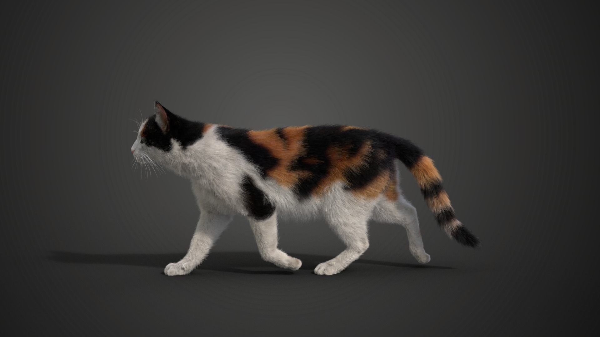 Calico Cat 02 Animated VFX Grace 3D model animated rigged | CGTrader