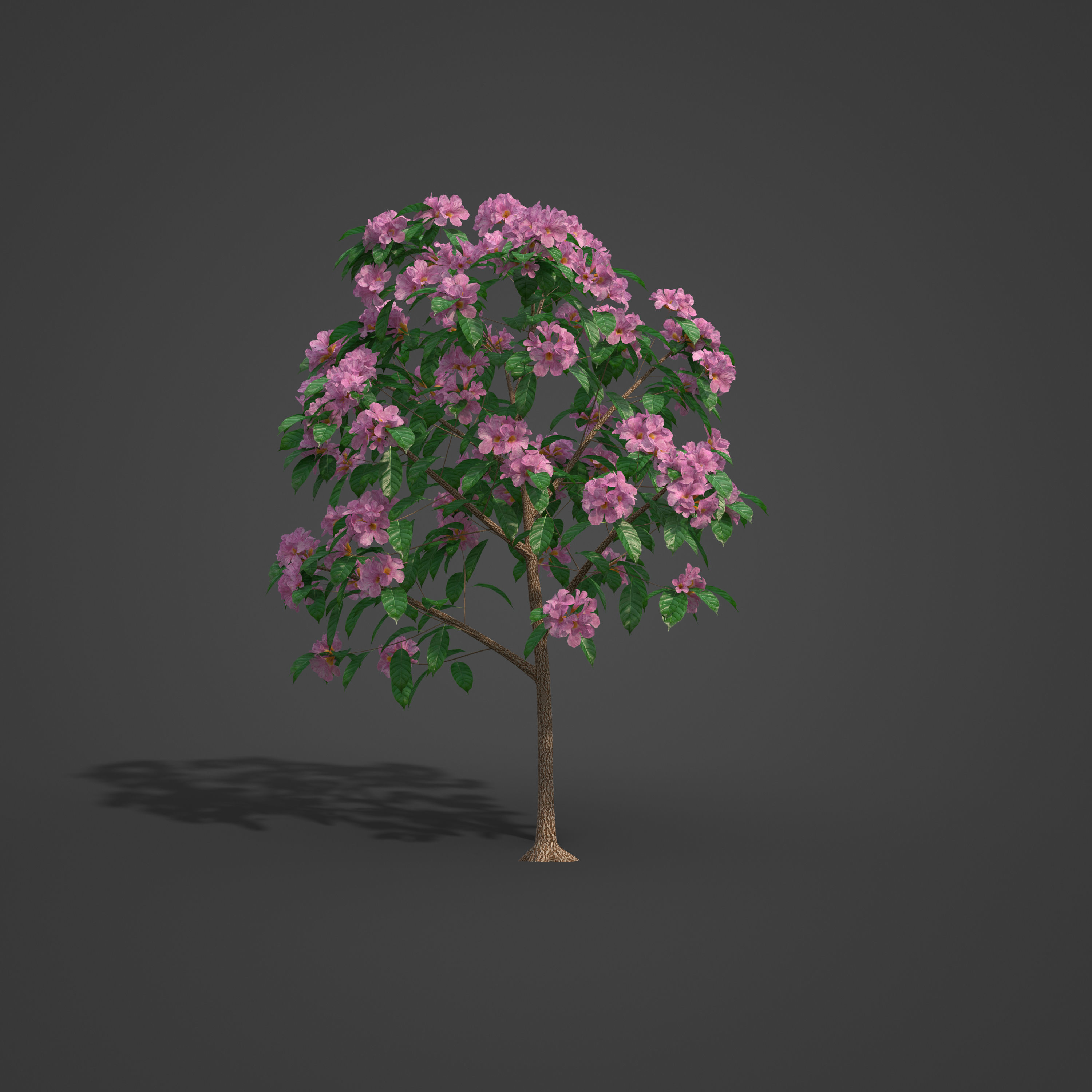 2021 PBR Rosy Trumpet Tree Collection - Tabeuia Rosea free 3D model ...