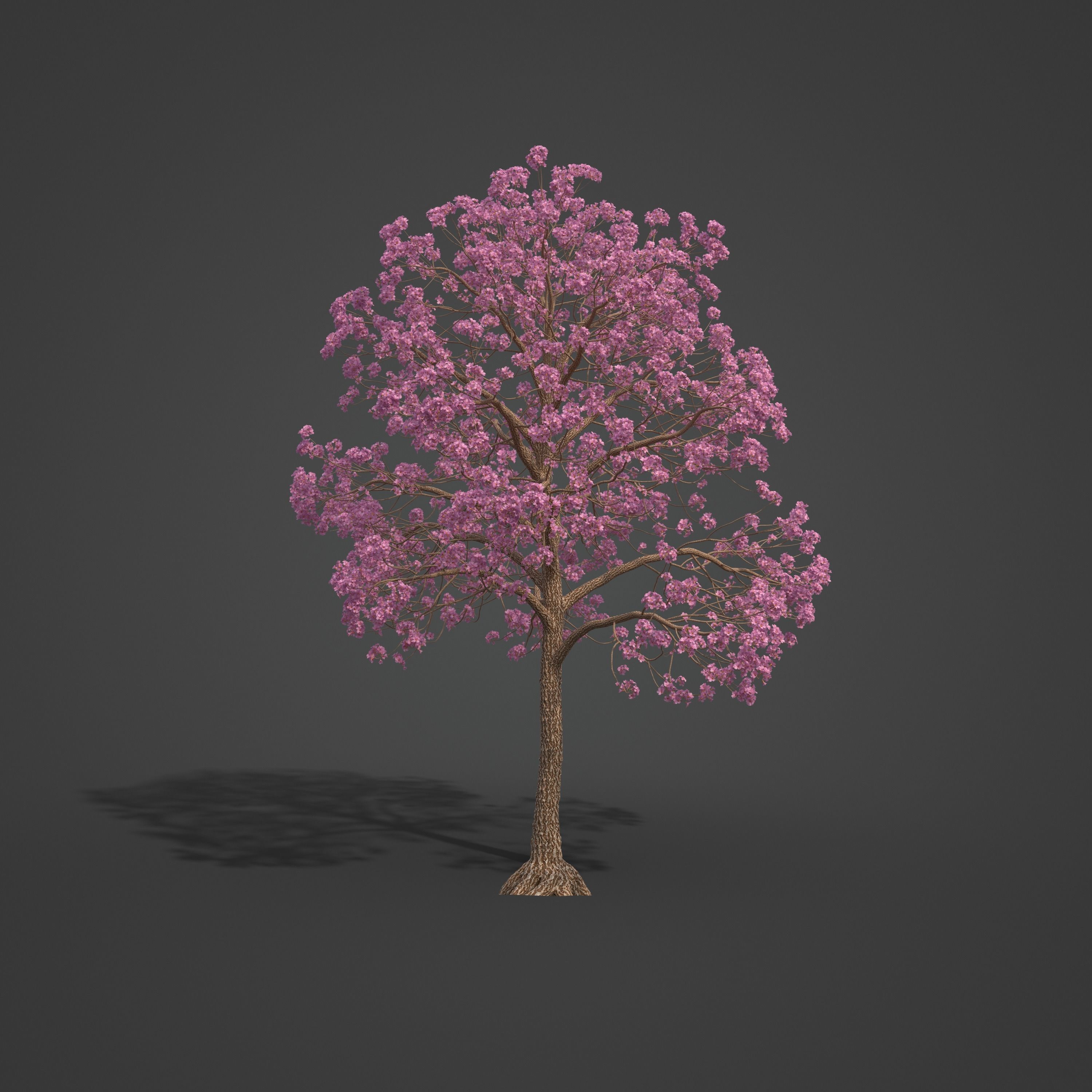2021 PBR Rosy Trumpet Tree Collection - Tabeuia Rosea free 3D model ...