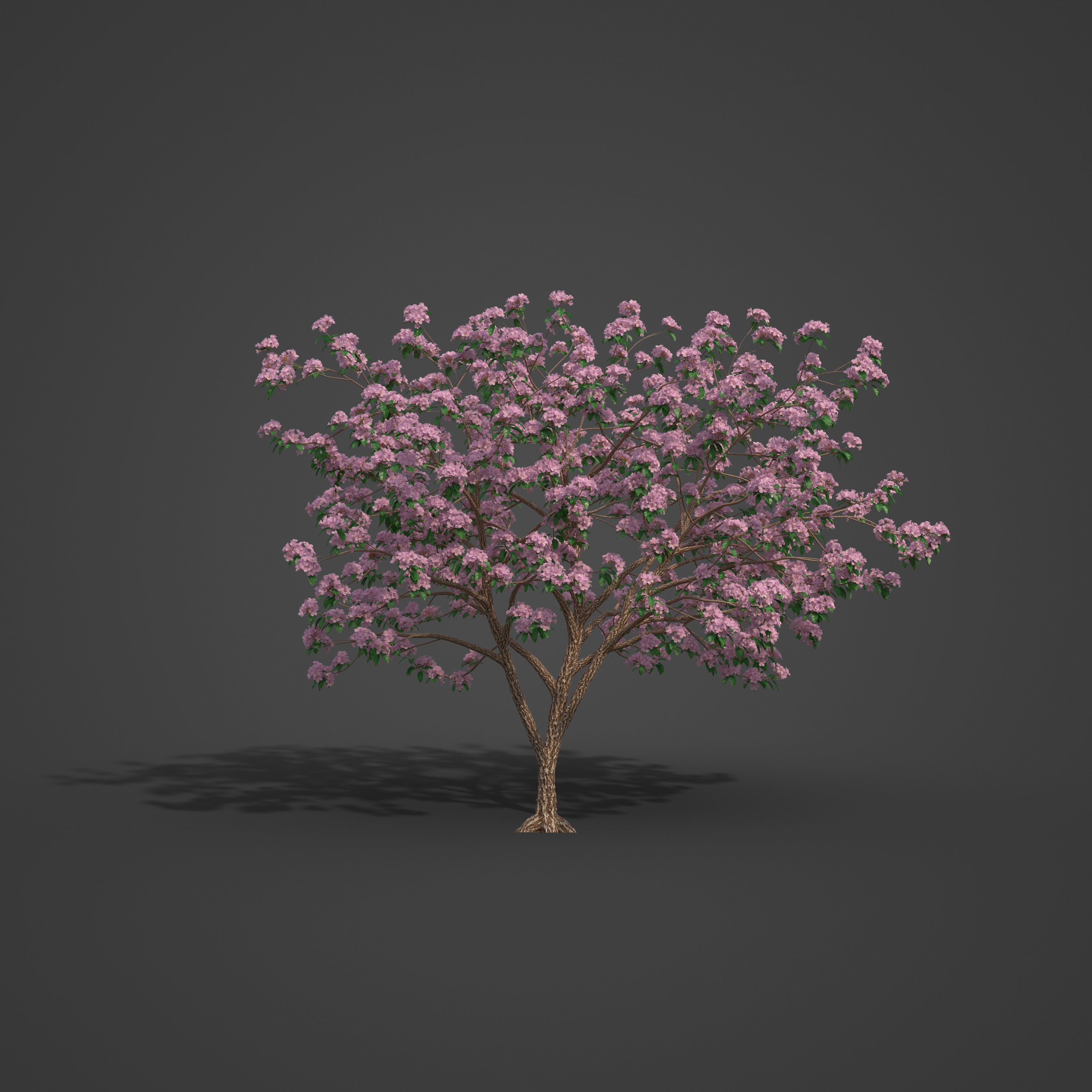 2021 PBR Rosy Trumpet Tree Collection - Tabeuia Rosea free 3D model ...