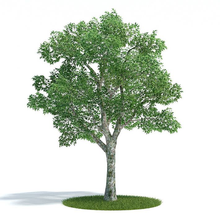 Tall Leafy Green Tree 3D model | CGTrader